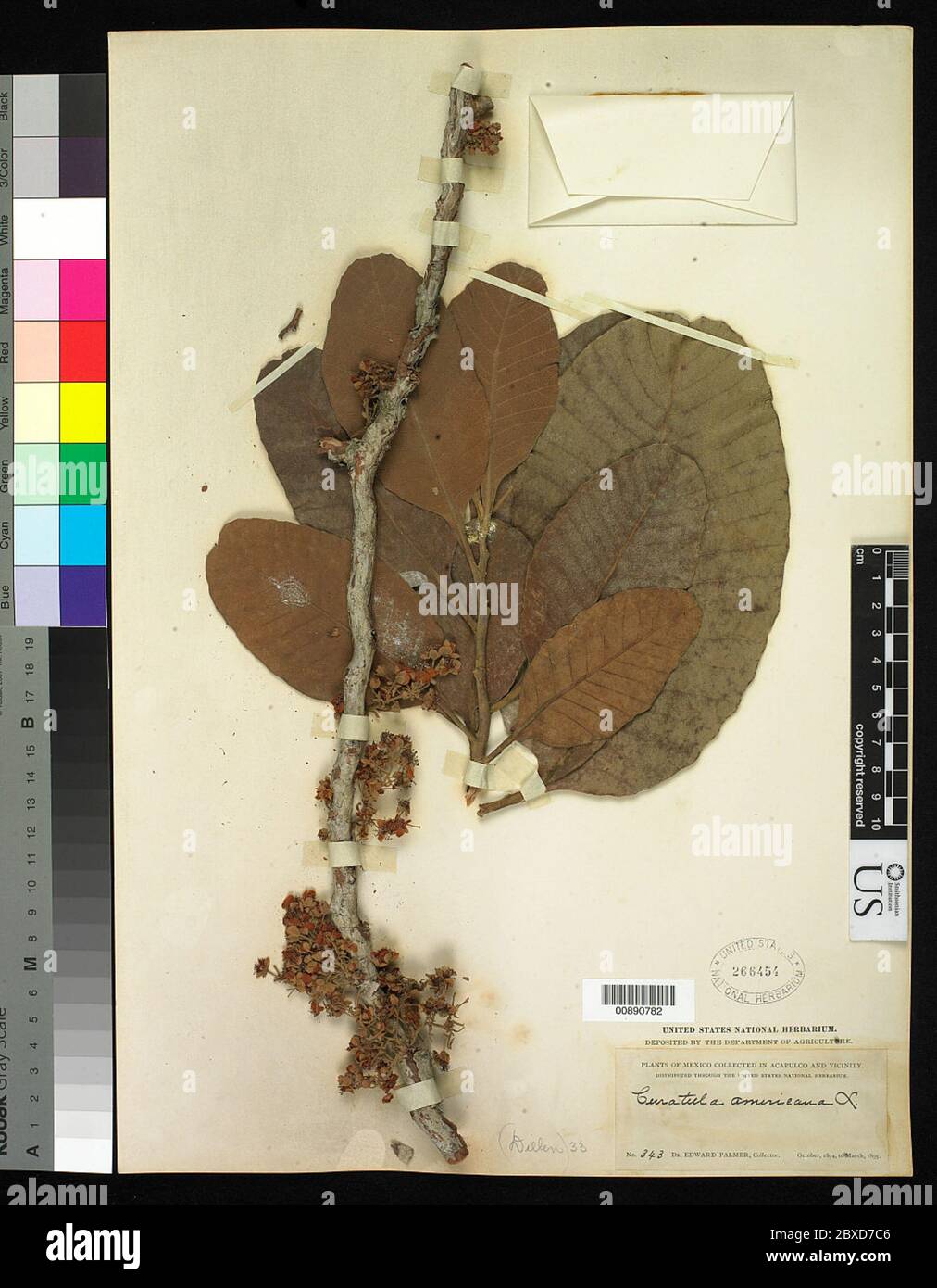 Curatella americana hi-res stock photography and images - Alamy