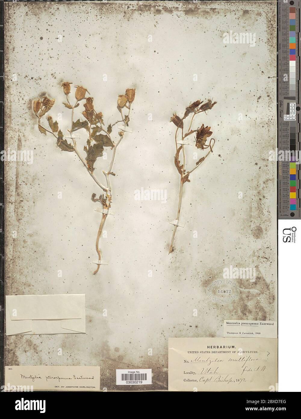 Mentzelia pterosperma Eastw Mentzelia pterosperma Eastw Stock Photo - Alamy