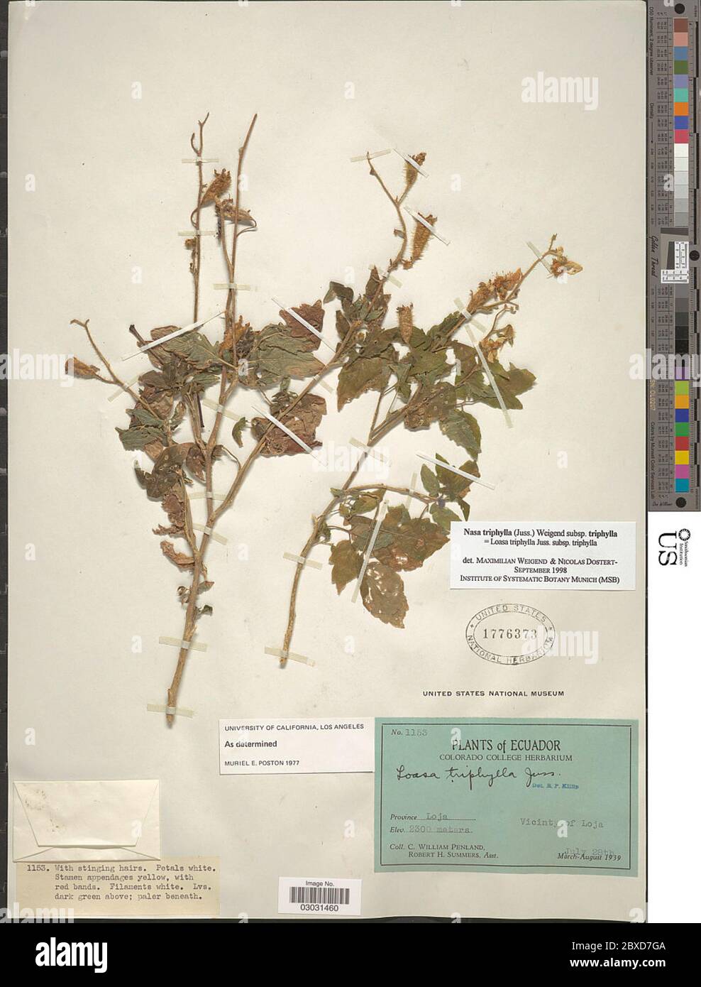 Nasa triphylla subsp triphylla Nasa triphylla subsp triphylla Stock ...