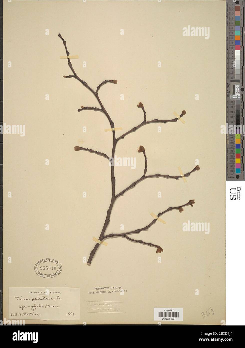 Dirca hi-res stock photography and images - Alamy