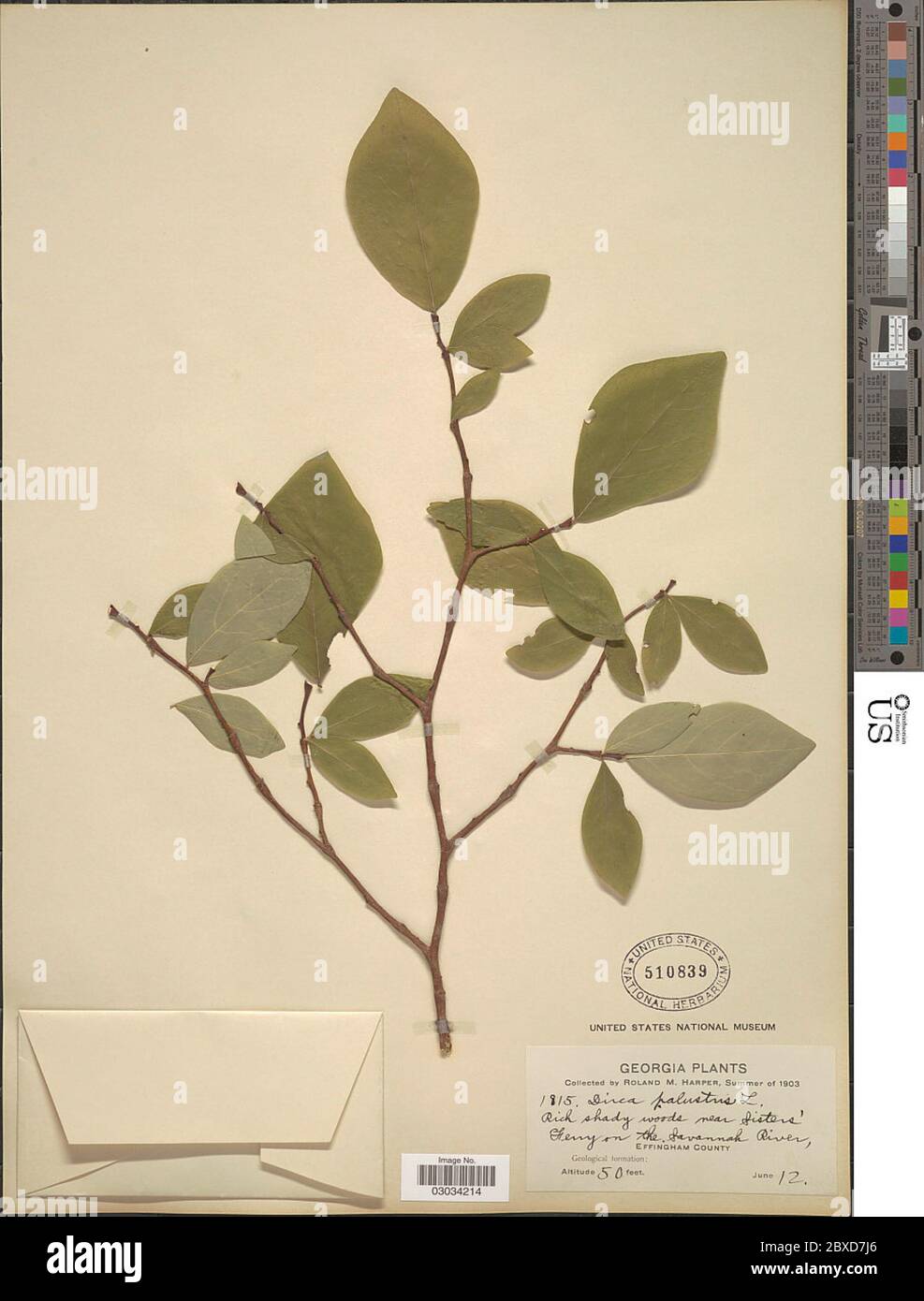 Dirca palustris hi-res stock photography and images - Alamy