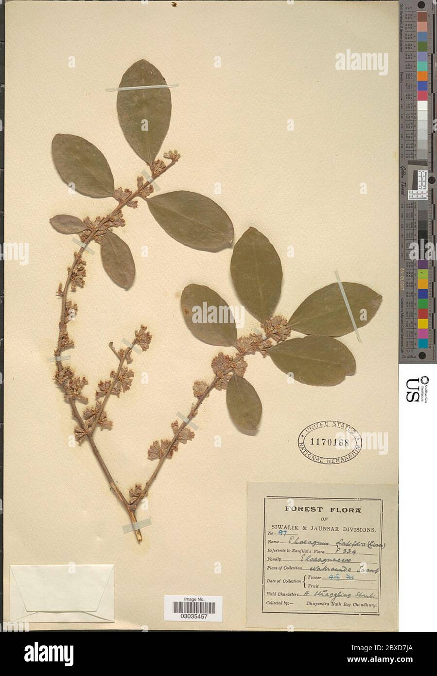 Elaeagnus latifolia hi-res stock photography and images - Alamy