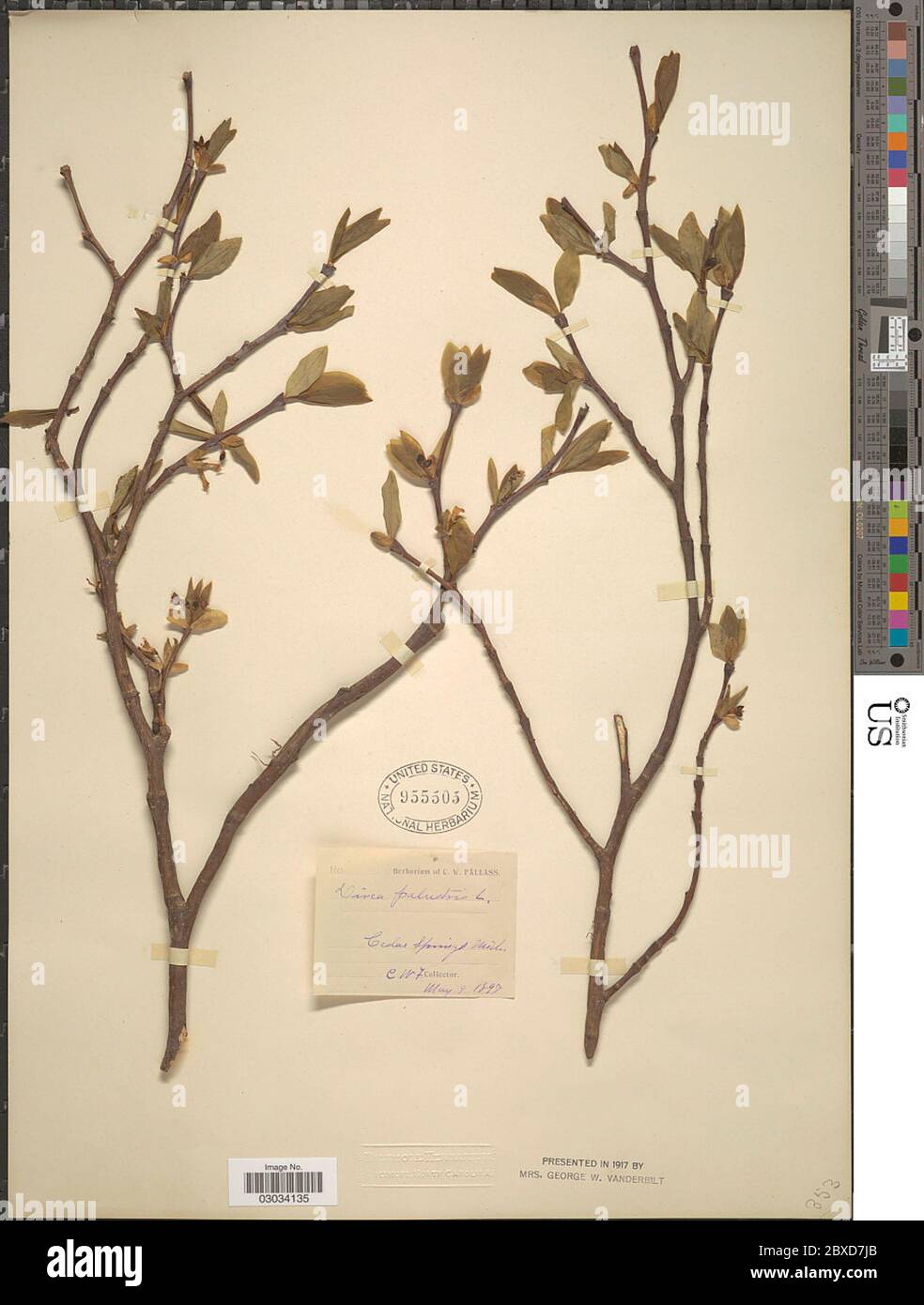 Dirca palustris L Dirca palustris L Stock Photo - Alamy