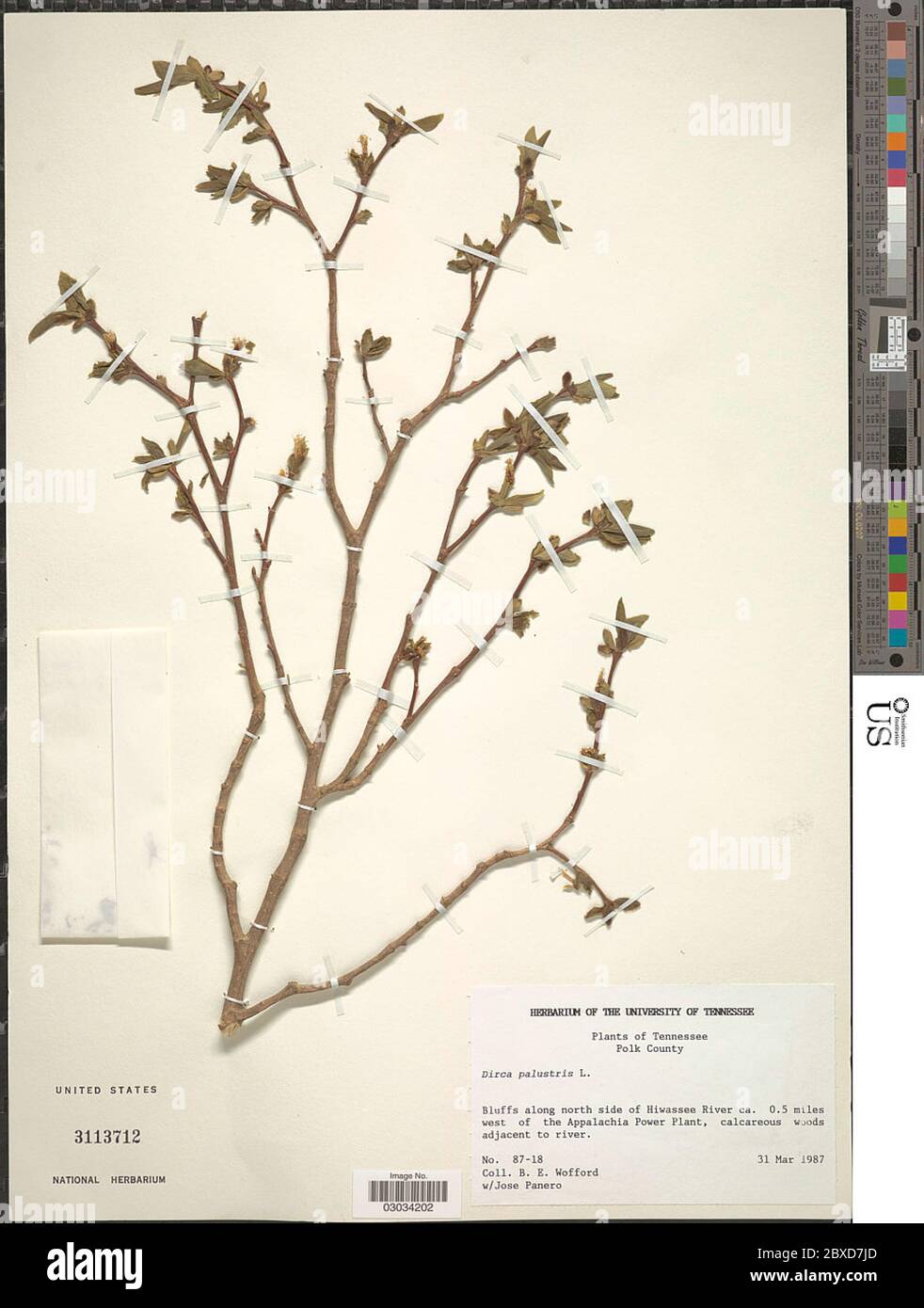 Dirca palustris L Dirca palustris L Stock Photo - Alamy