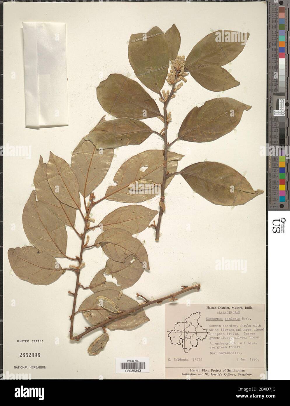 Elaeagnus conferta hi-res stock photography and images - Alamy