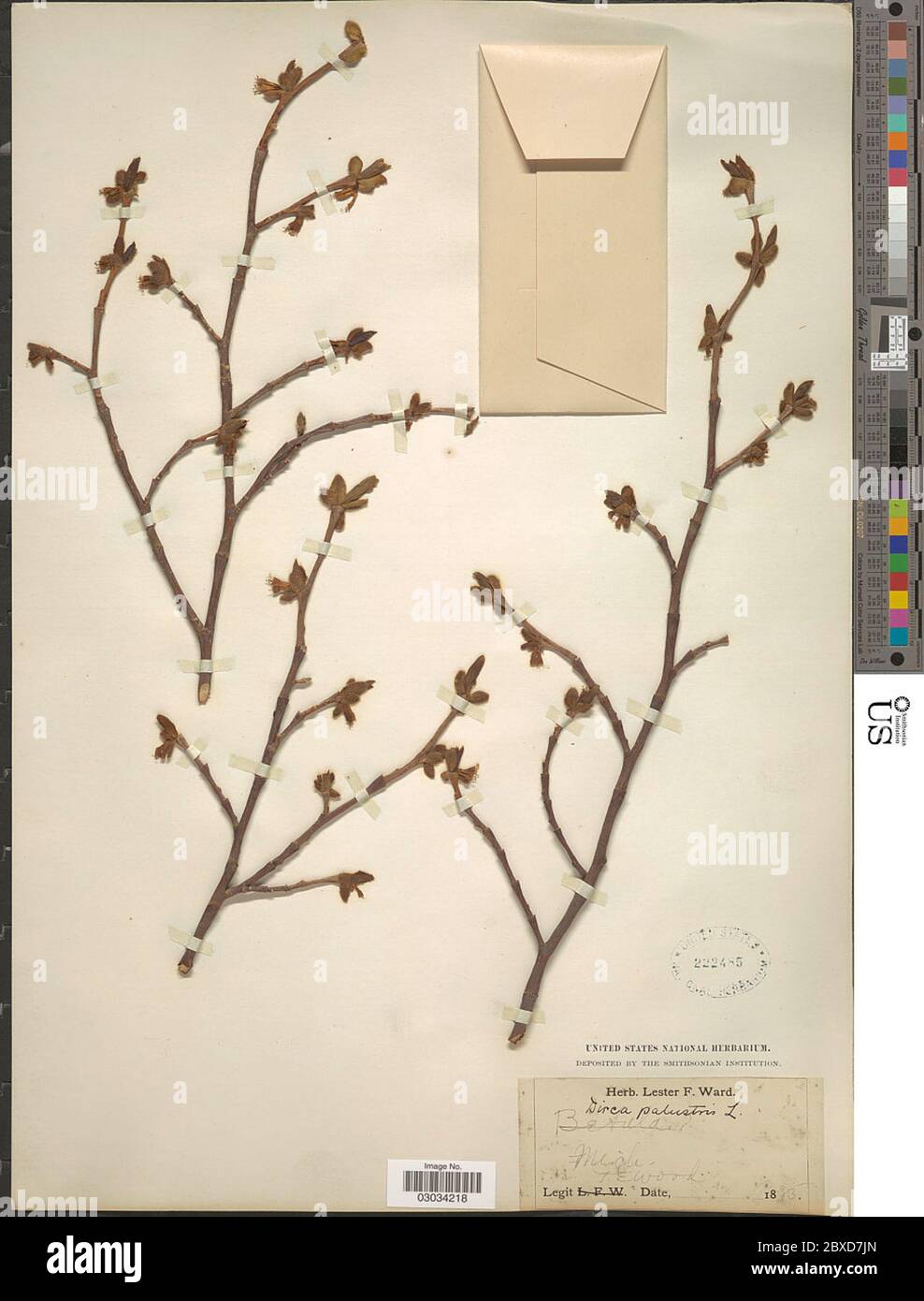 Dirca palustris L Dirca palustris L Stock Photo - Alamy