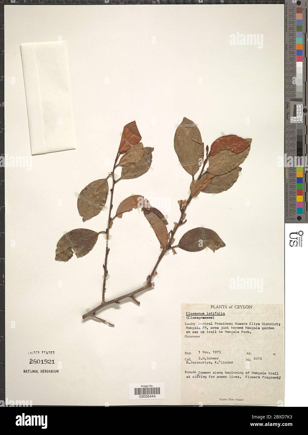 Elaeagnus latifolia L Elaeagnus latifolia L Stock Photo - Alamy