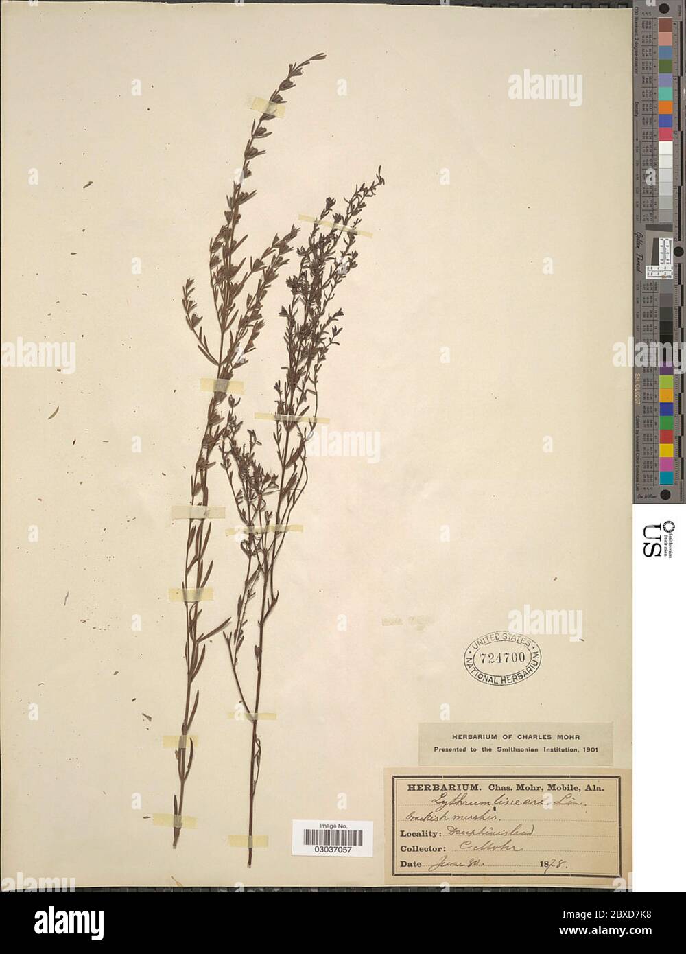 Lythrum lineare L Lythrum lineare L Stock Photo - Alamy