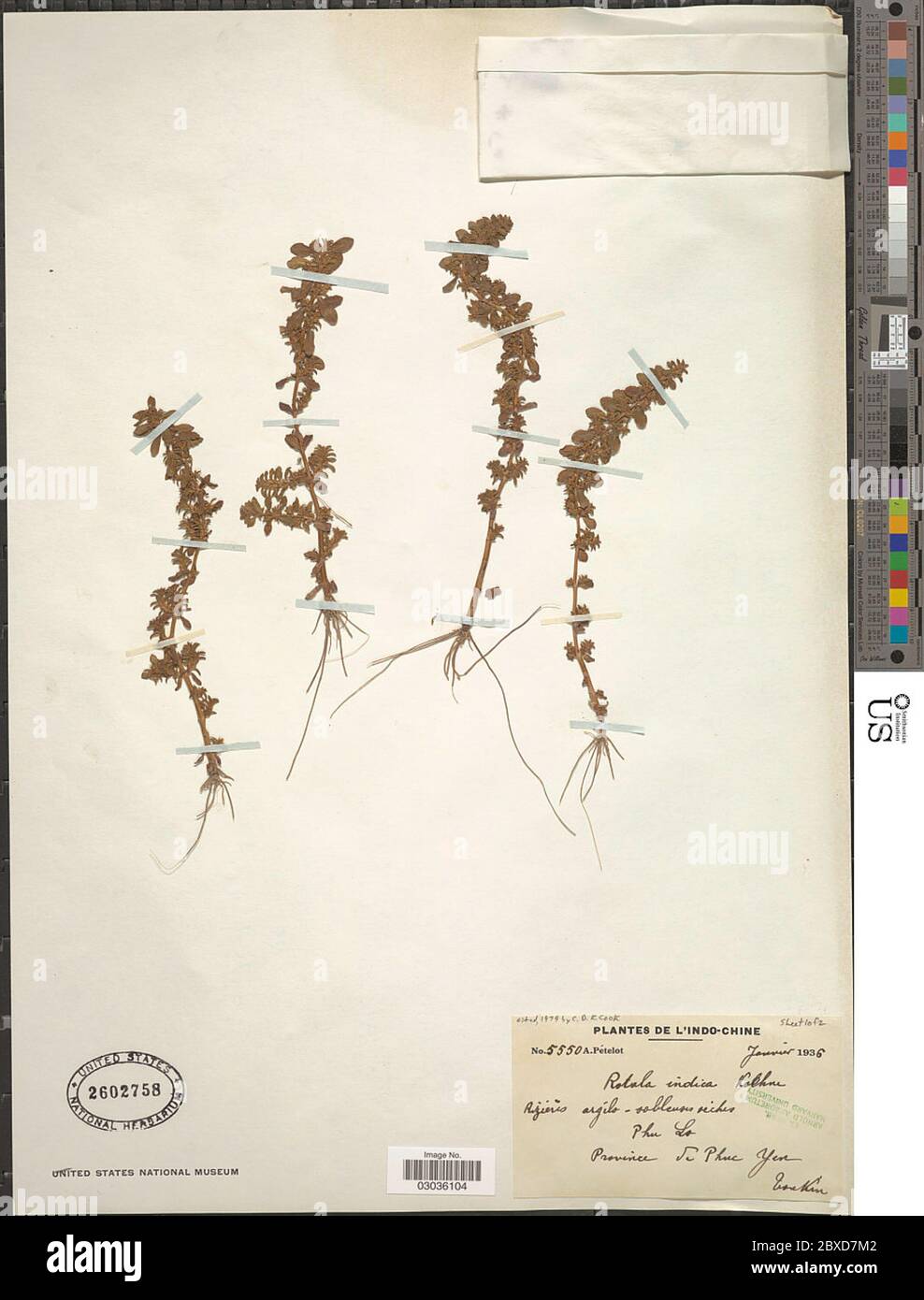 Rotala indica hi-res stock photography and images - Alamy