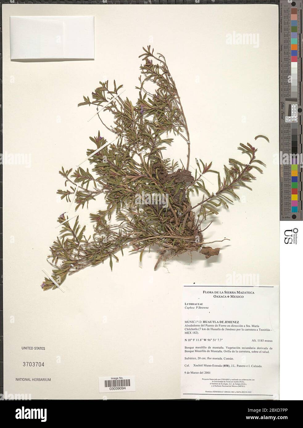 Cuphea sp Cuphea sp Stock Photo - Alamy