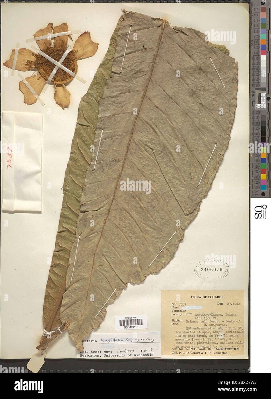 Gustavia longifolia Poepp ex O Berg Gustavia longifolia Poepp ex O Berg ...