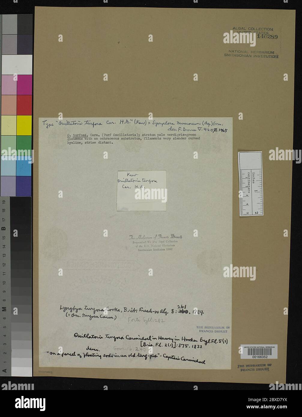 00166352.tif Oscillatoria turfosa Carmich in Hook Stock Photo - Alamy