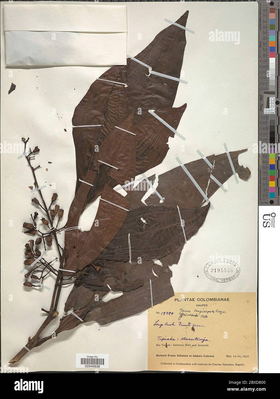 Tococa longisepala Cogn Tococa longisepala Cogn Stock Photo - Alamy