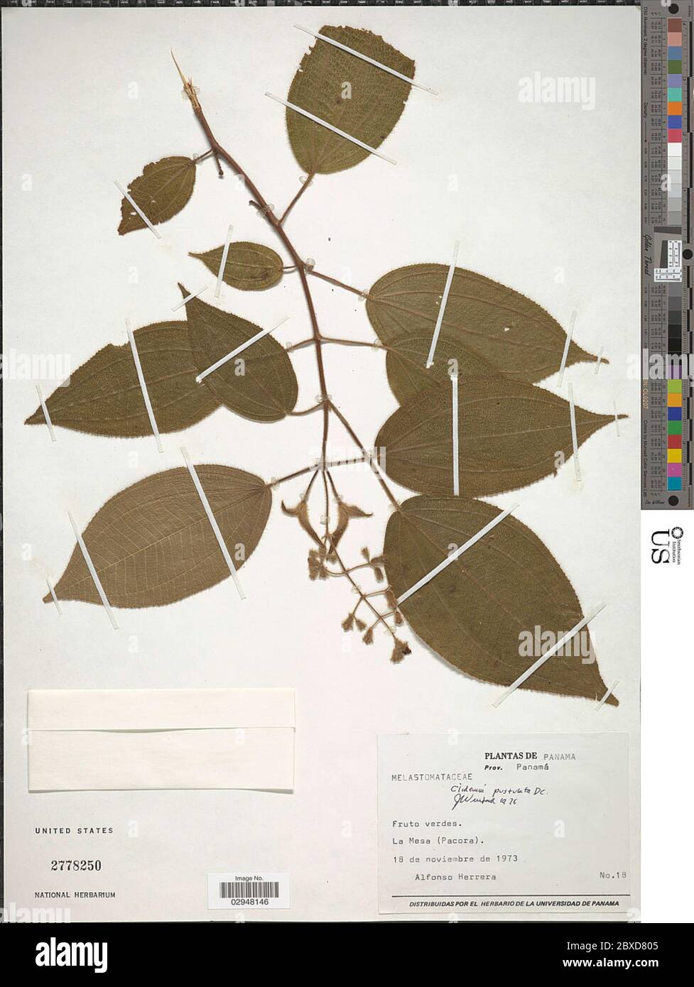 Clidemia pustulata DC Clidemia pustulata DC Stock Photo - Alamy