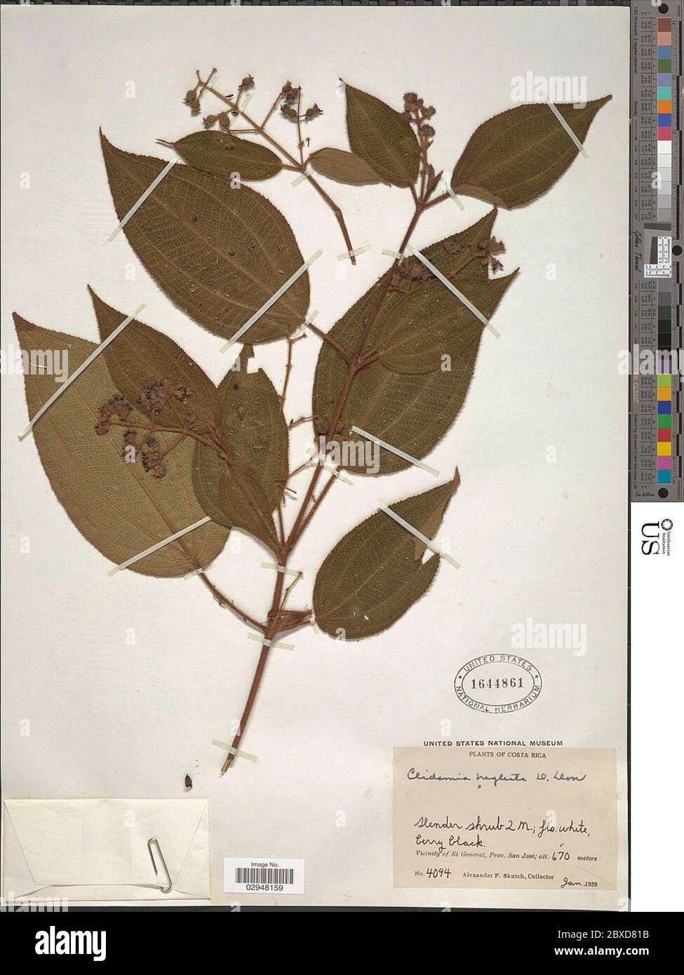 Clidemia pustulata DC Clidemia pustulata DC Stock Photo - Alamy