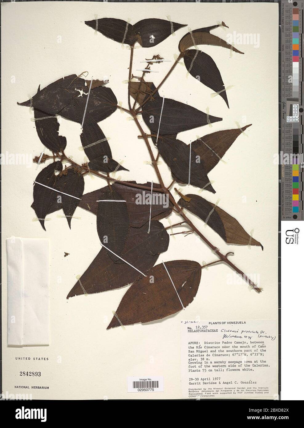 Clidemia pustulata DC Clidemia pustulata DC Stock Photo - Alamy