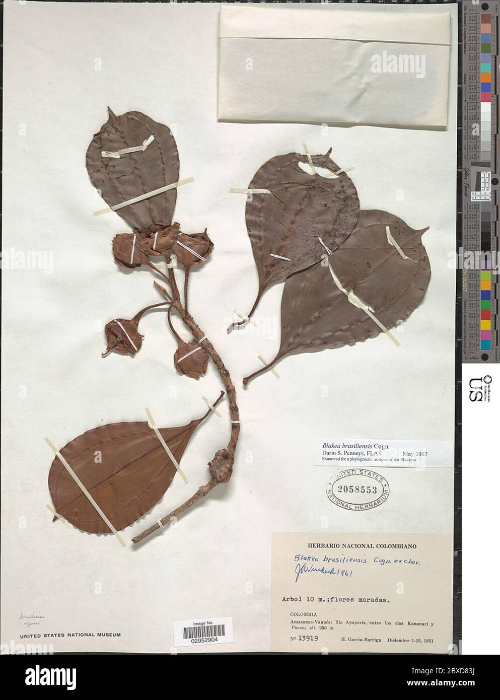 Blakea brasiliensis Cogn Blakea brasiliensis Cogn Stock Photo - Alamy