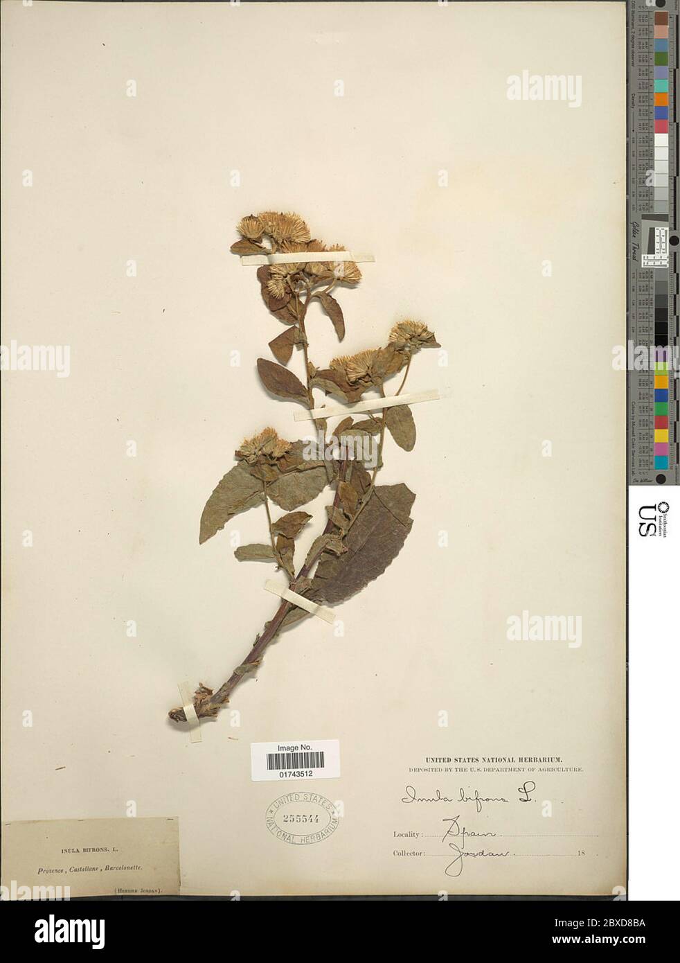 Bifrons hi-res stock photography and images - Alamy