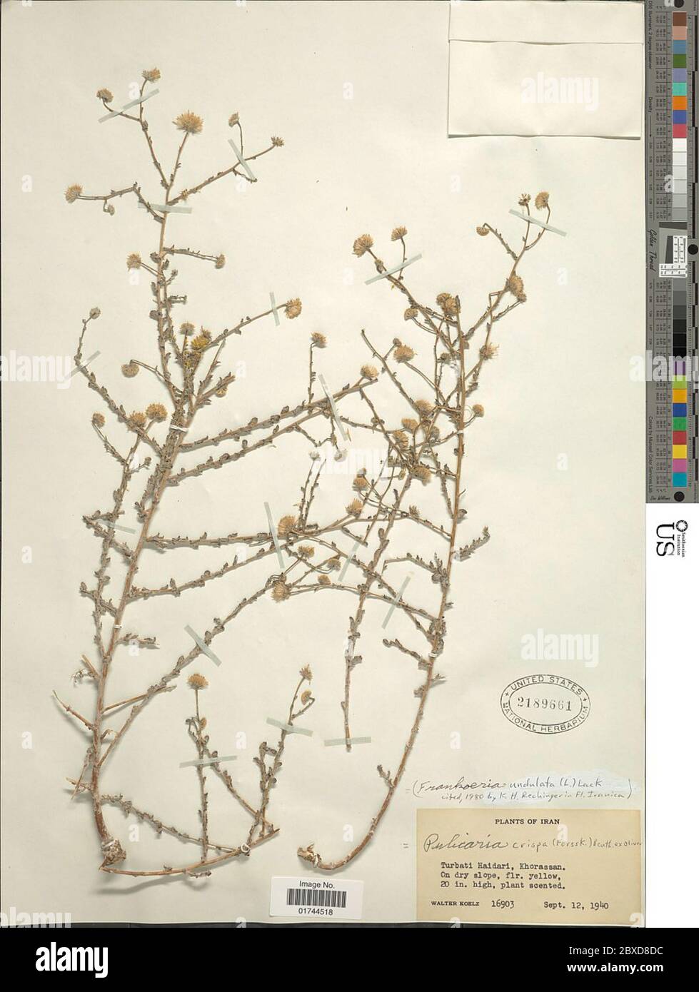 Pulicaria crispa Sch Bip Pulicaria crispa Sch Bip Stock Photo - Alamy