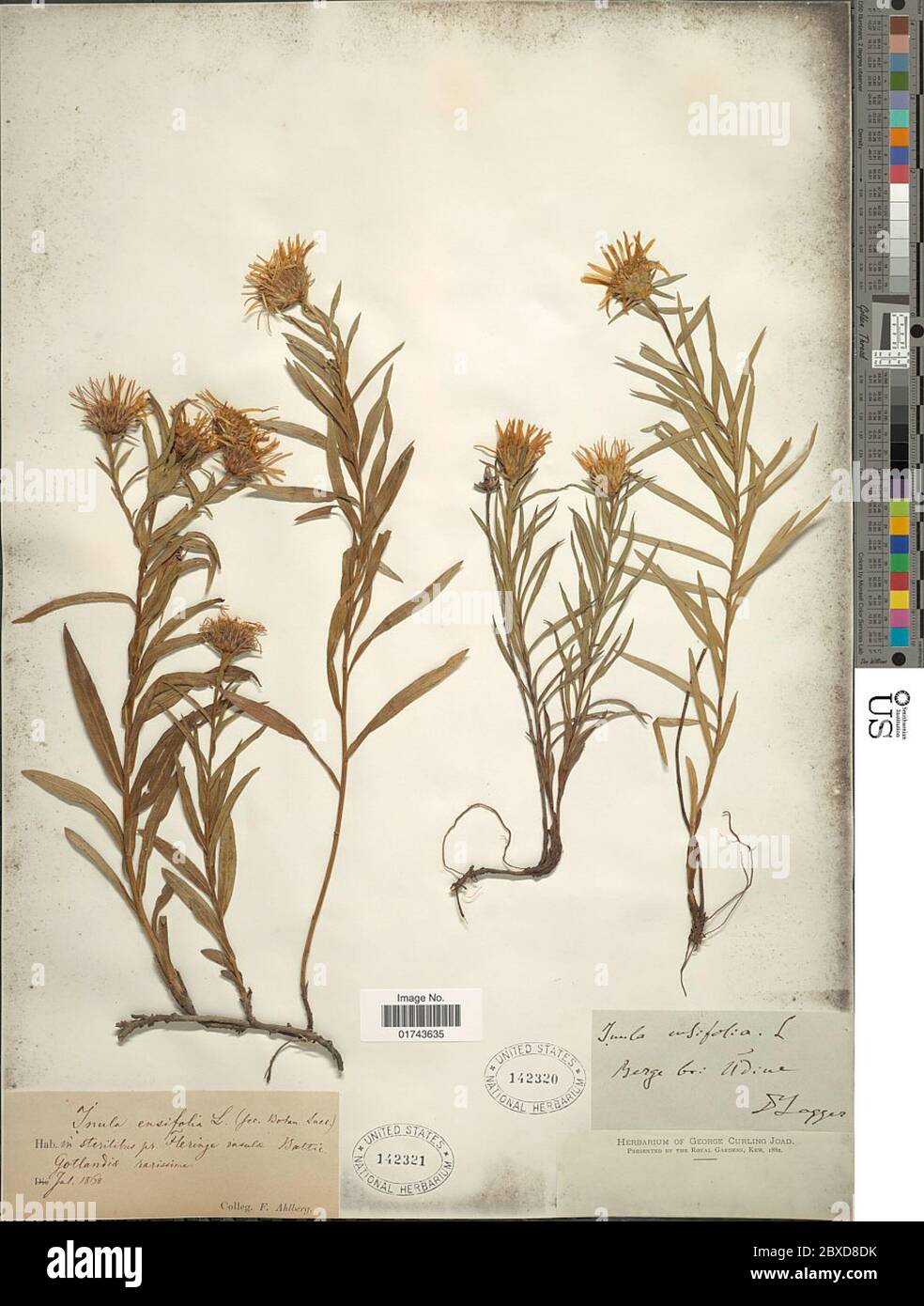 Inula ensifolia L Inula ensifolia L Stock Photo - Alamy