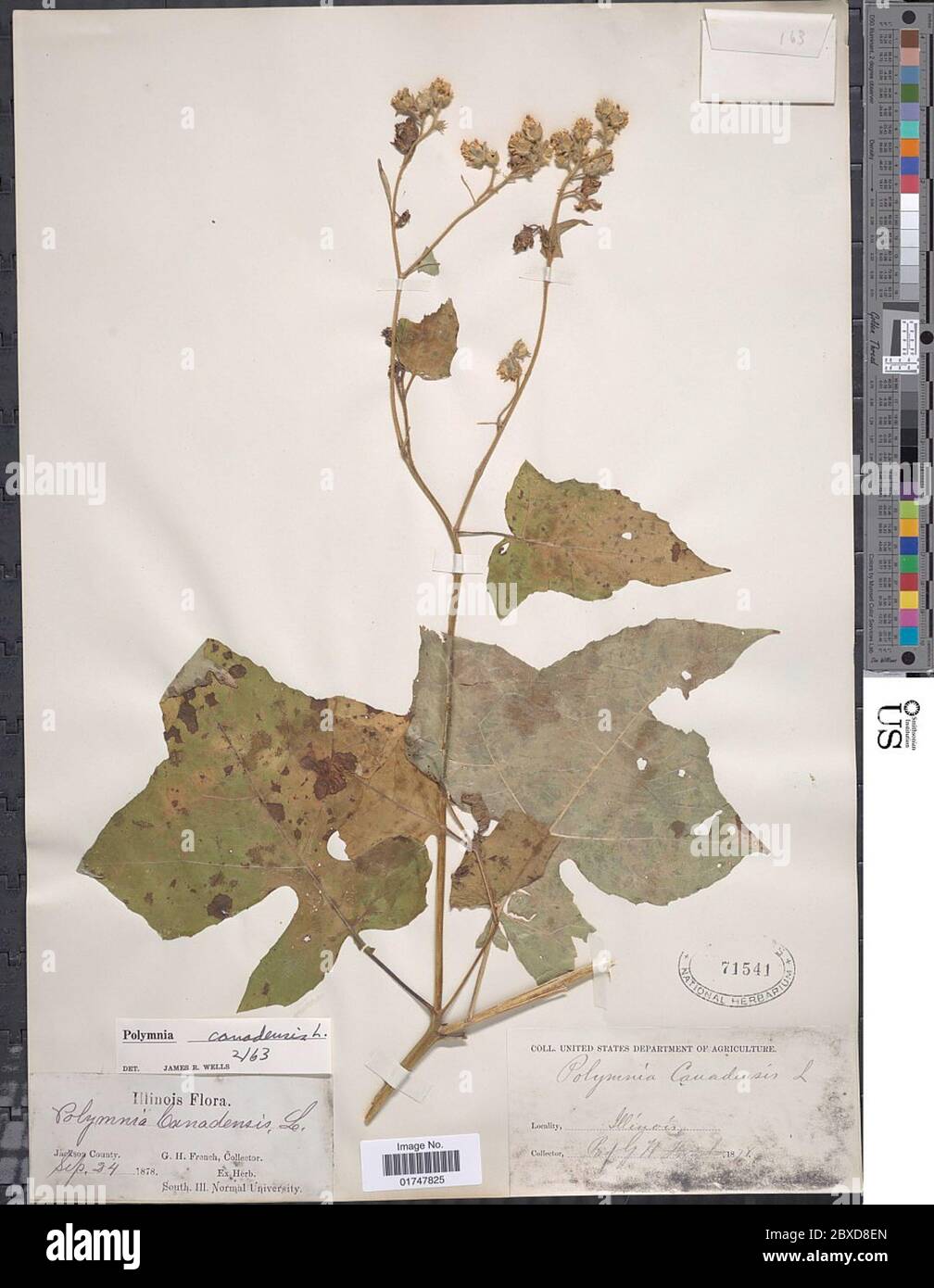 Polymnia canadensis L Polymnia canadensis L Stock Photo - Alamy