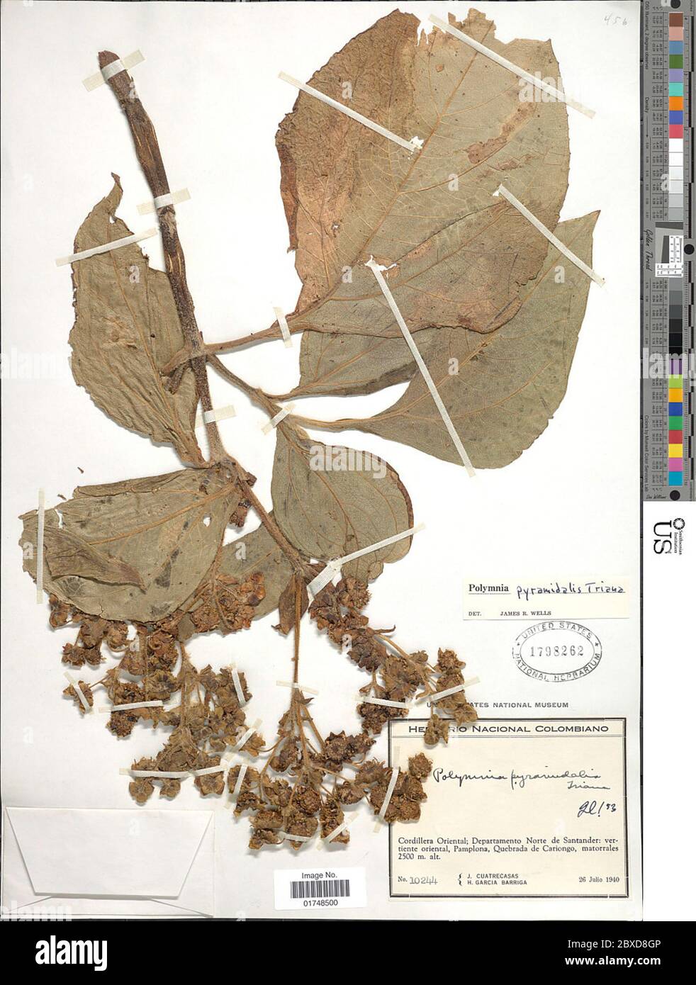 Smallanthus pyramidalis Triana H Rob Smallanthus pyramidalis Triana H ...