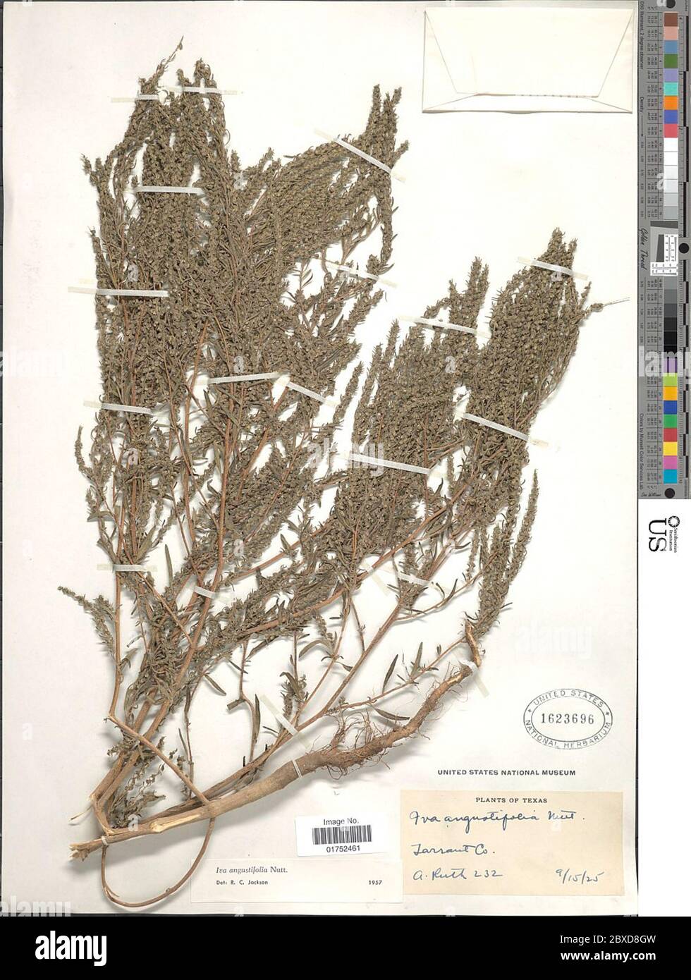 Iva angustifolia Nutt Iva angustifolia Nutt Stock Photo - Alamy