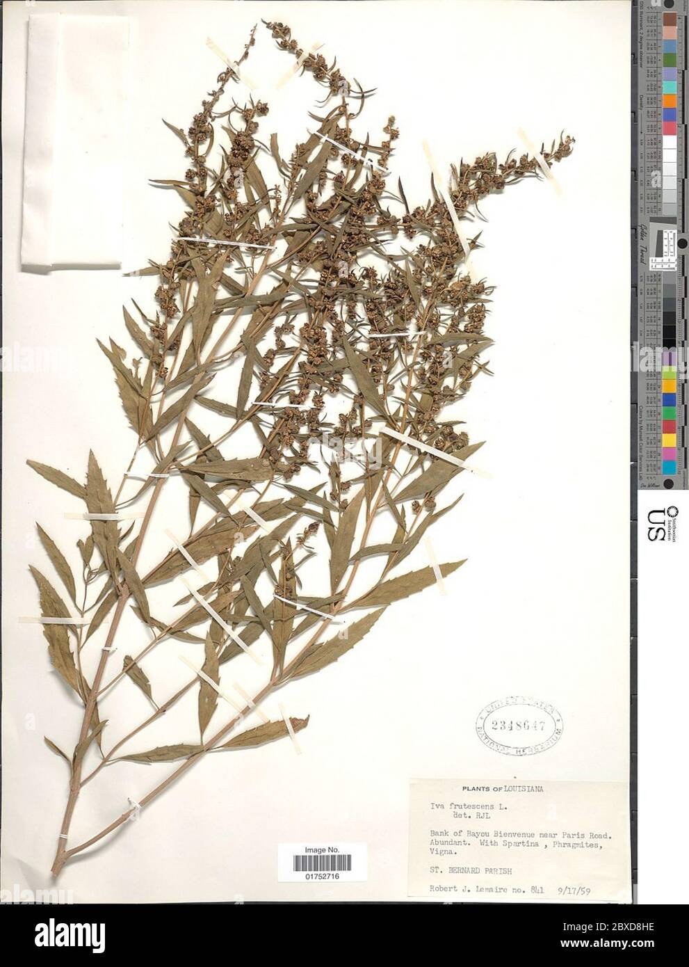 Iva frutescens L Iva frutescens L Stock Photo - Alamy