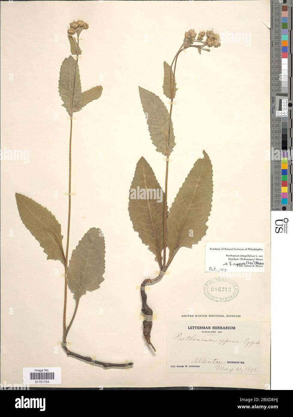 Parthenium hispidum Parthenium hispidum Stock Photo - Alamy