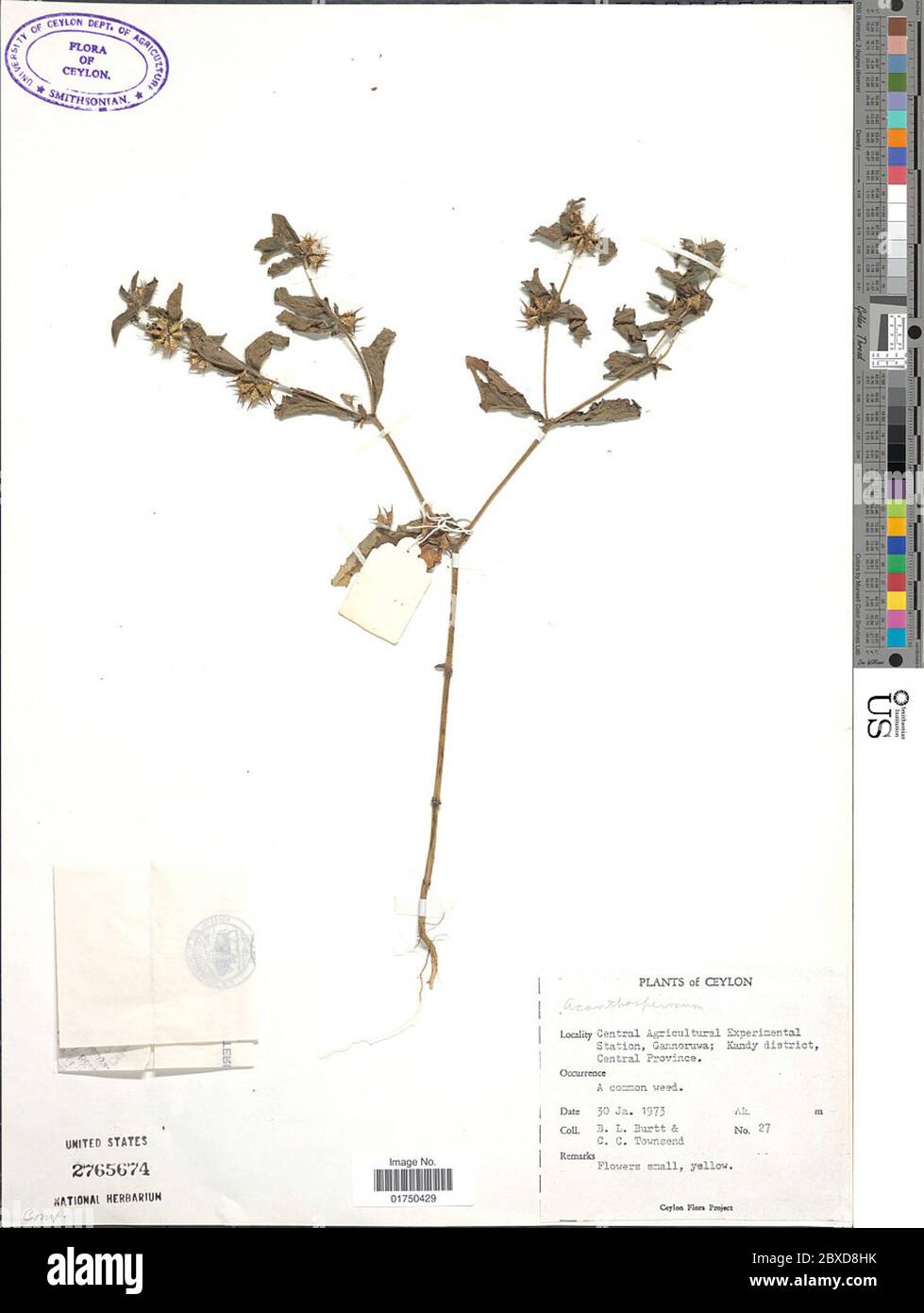Acanthospermum hi-res stock photography and images - Alamy