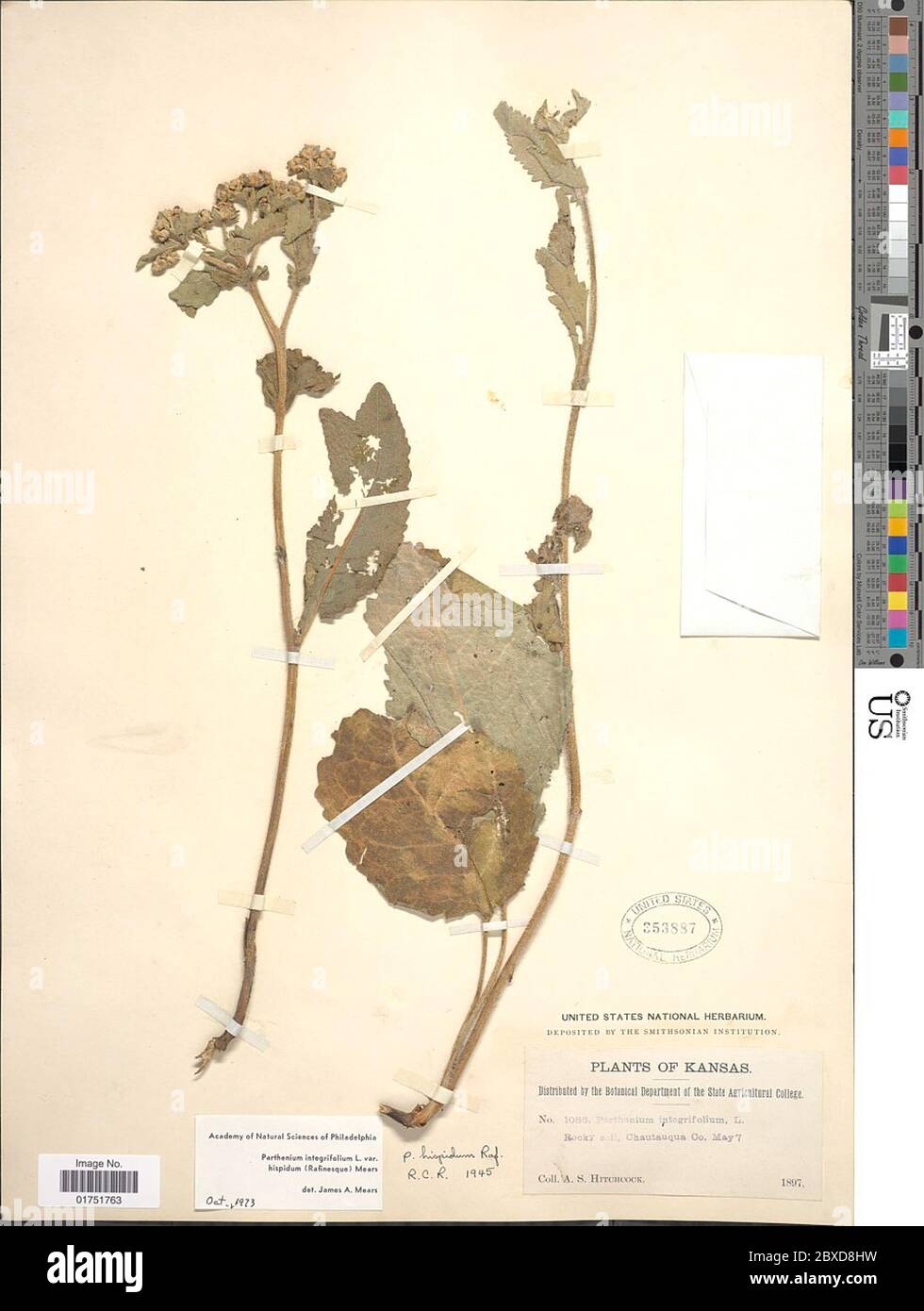 Parthenium hispidum Parthenium hispidum Stock Photo - Alamy