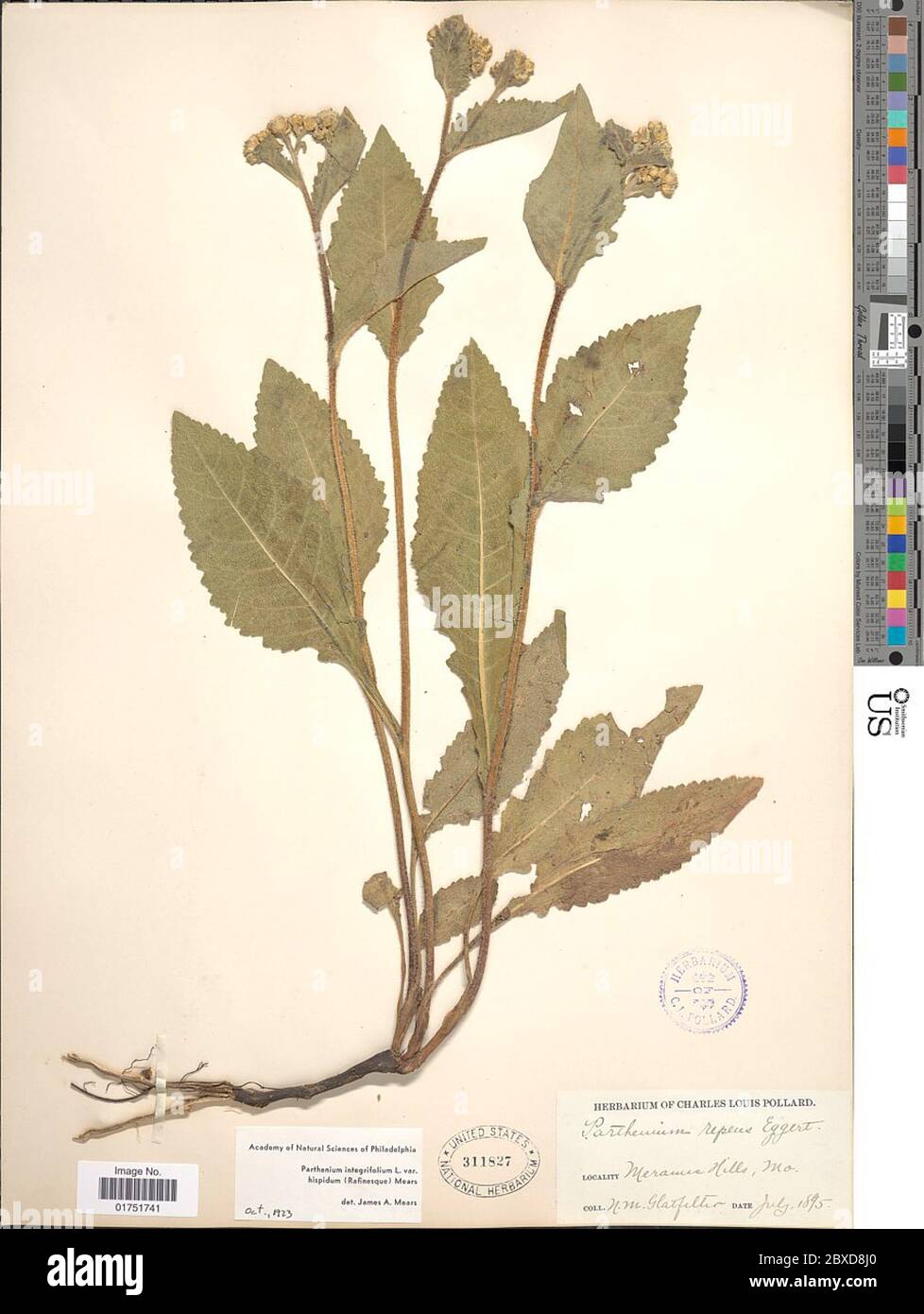 Parthenium hispidum Parthenium hispidum Stock Photo - Alamy