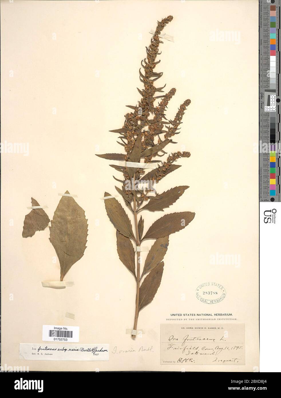 Iva frutescens L Iva frutescens L Stock Photo - Alamy