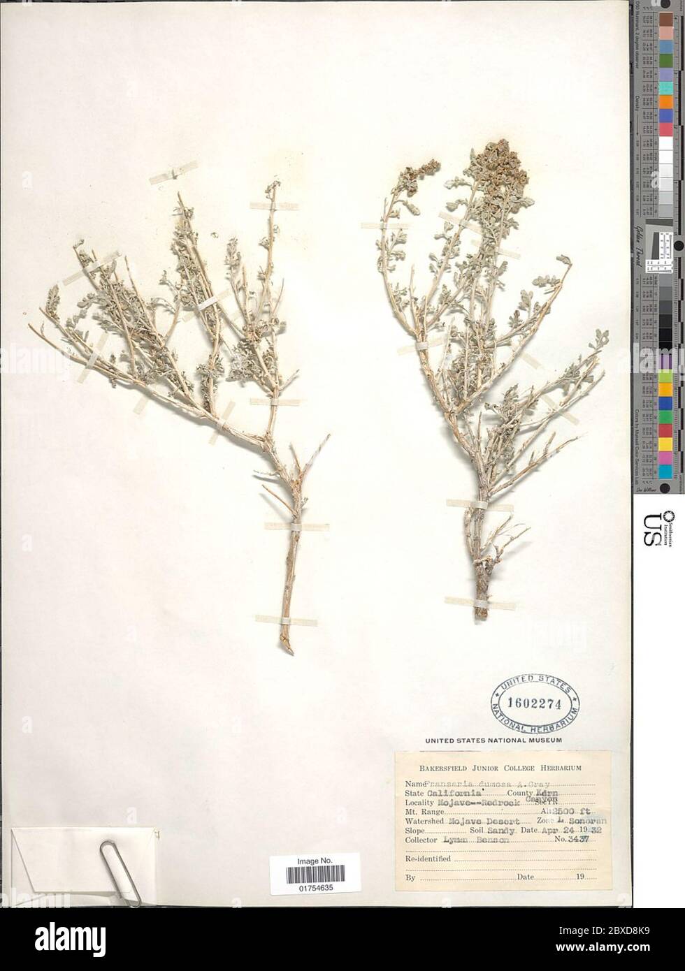 Franseria dumosa A Gray Franseria dumosa A Gray Stock Photo - Alamy