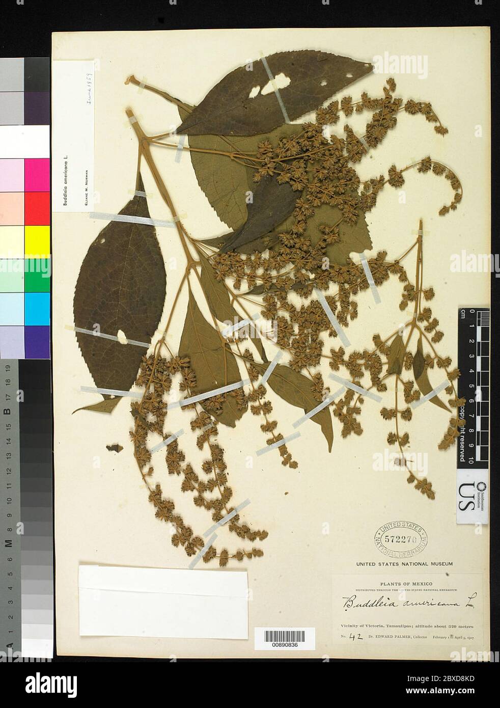 Buddleja americana L Buddleja americana L Stock Photo - Alamy