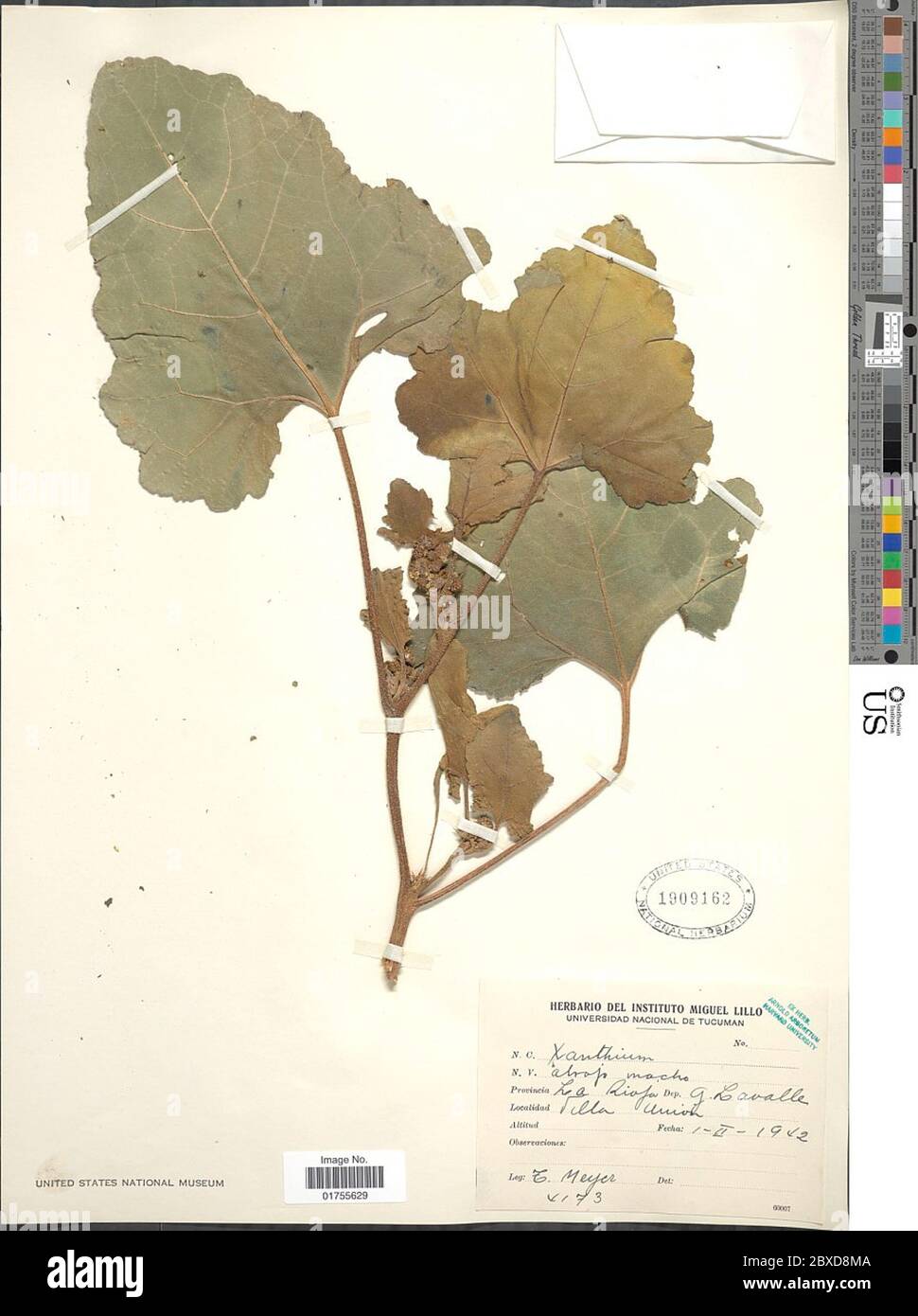 Xanthium sp hi-res stock photography and images - Alamy