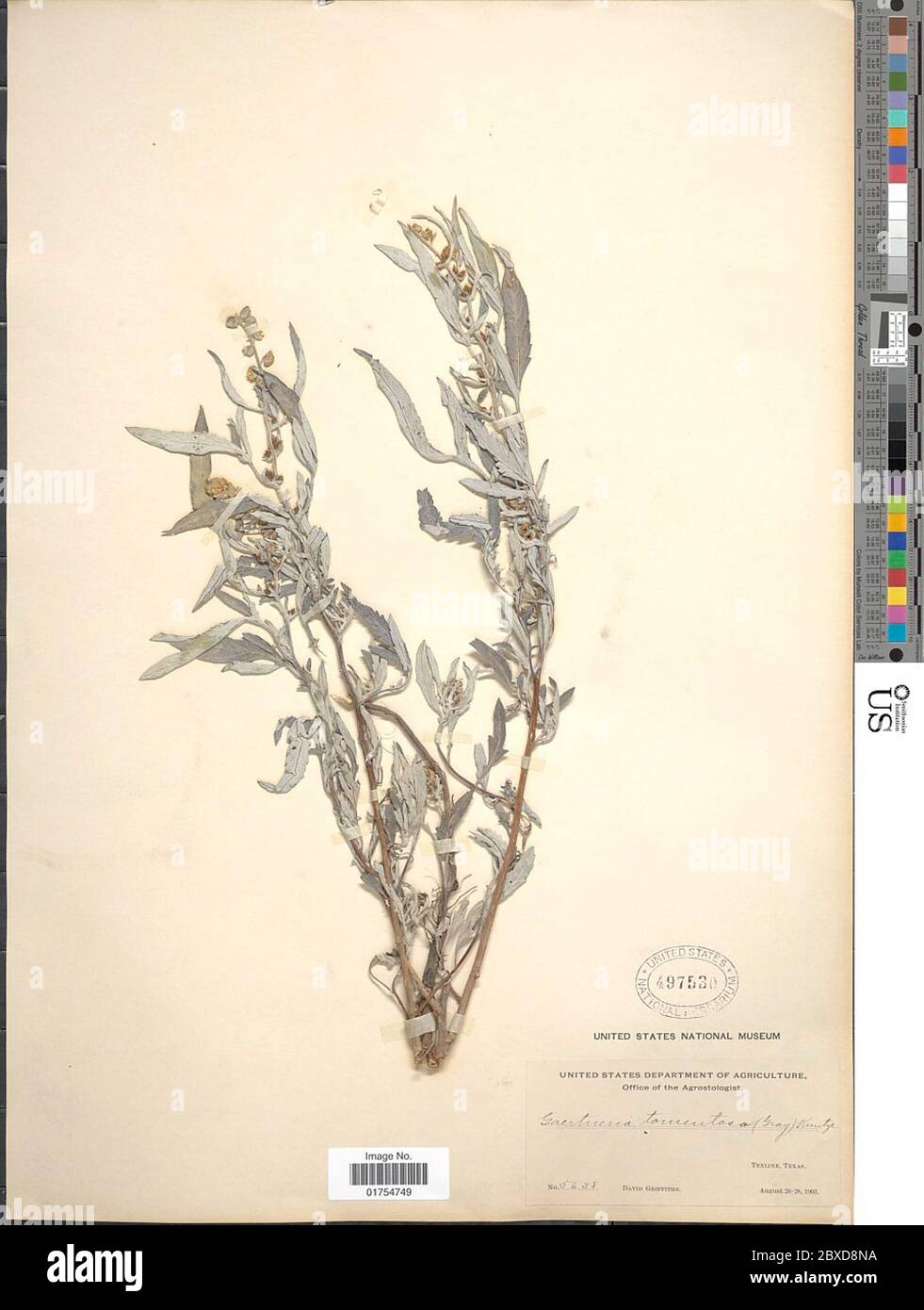 Franseria tomentosa A Gray Franseria tomentosa A Gray Stock Photo - Alamy