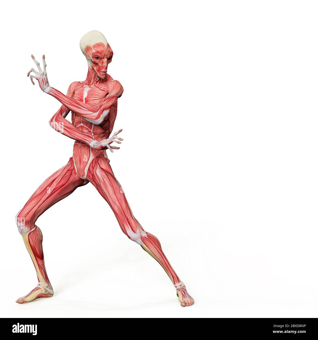 alien muscle maps on white background will put some live in yours ...