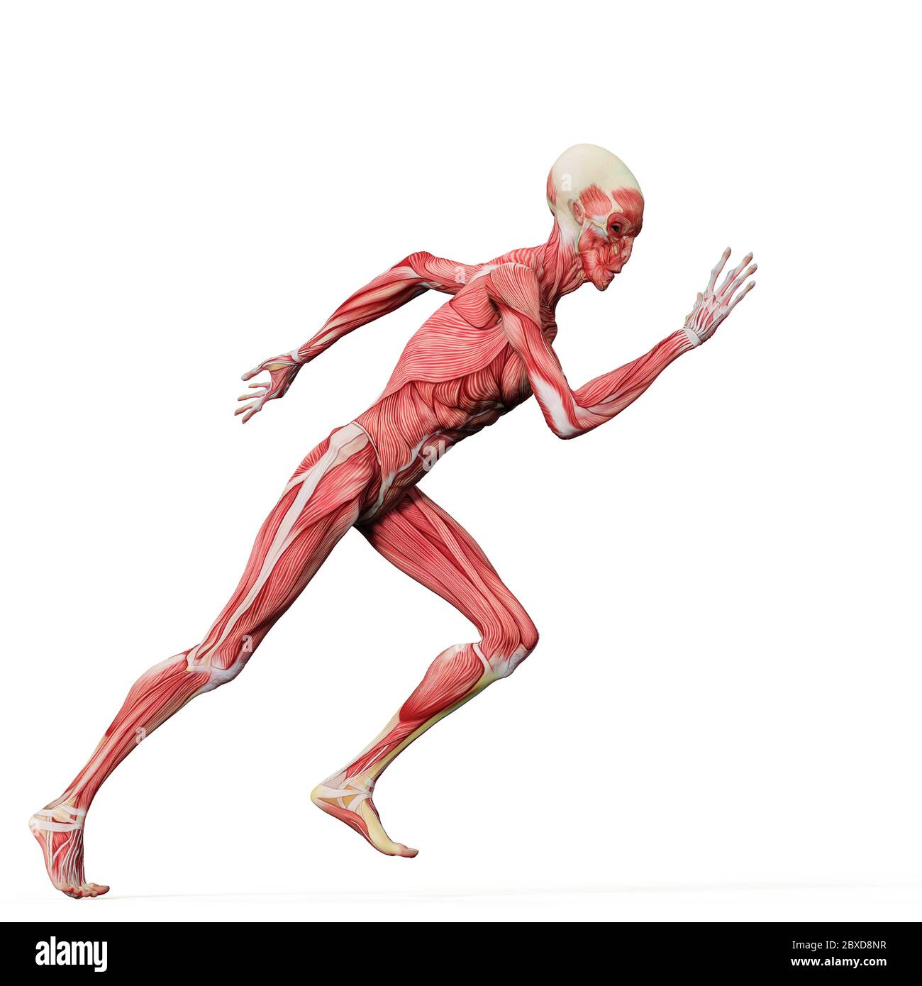 alien muscle maps on white background will put some live in yours ...