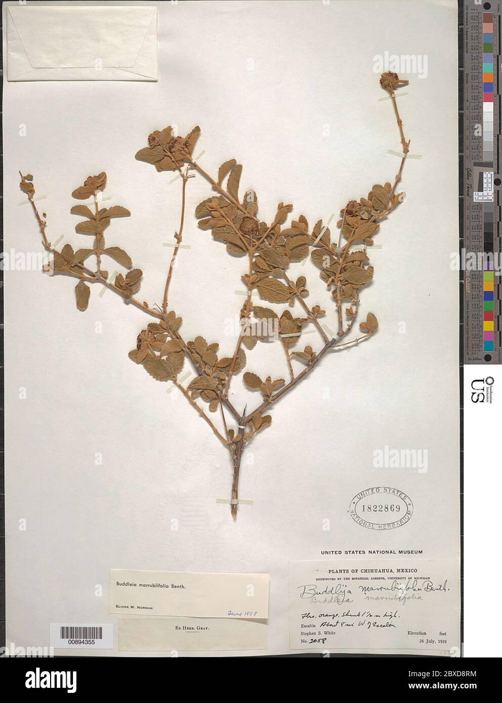 Buddleja marrubiifolia Benth Buddleja marrubiifolia Benth Stock Photo ...