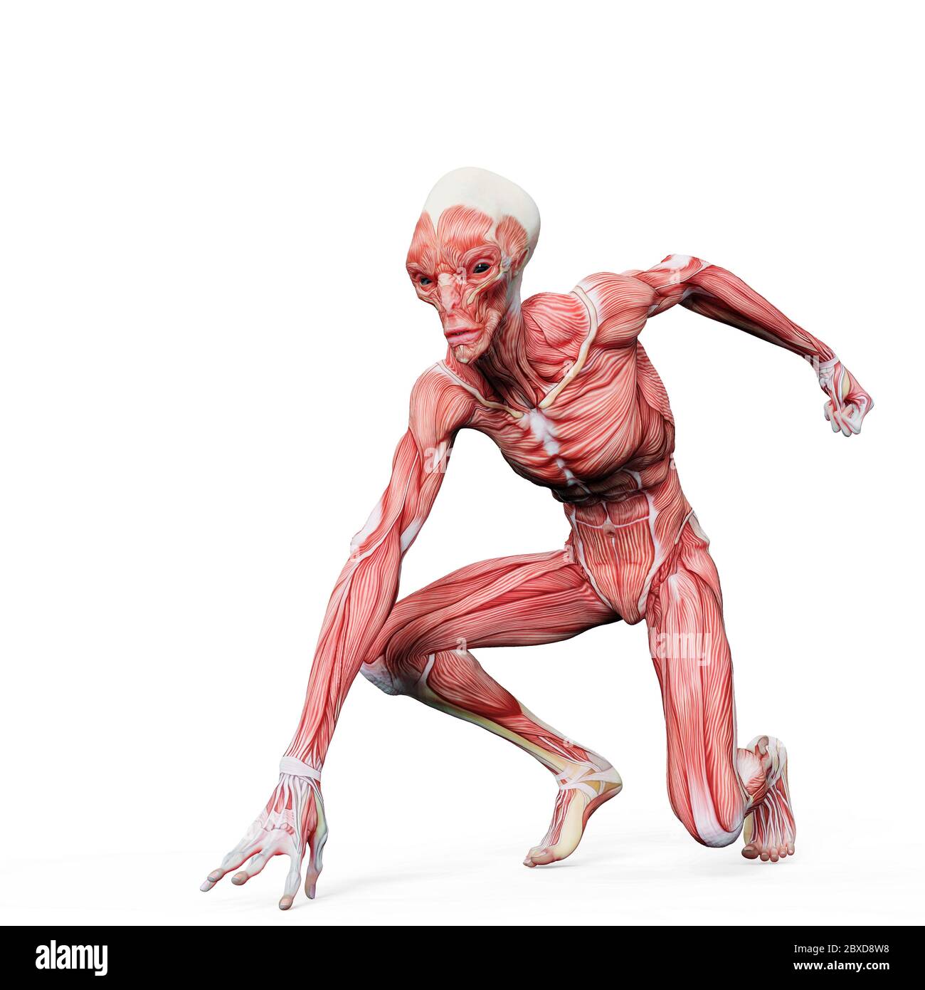 alien muscle maps on white background will put some live in yours ...