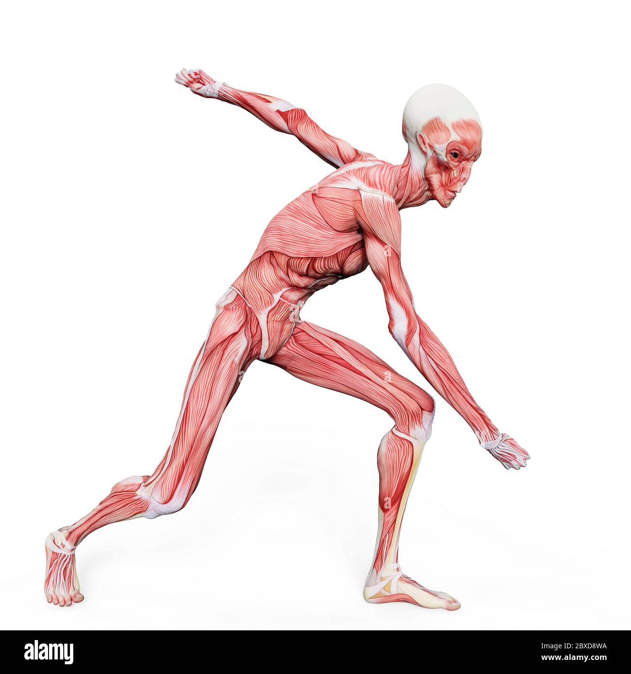 alien muscle maps on white background will put some live in yours ...