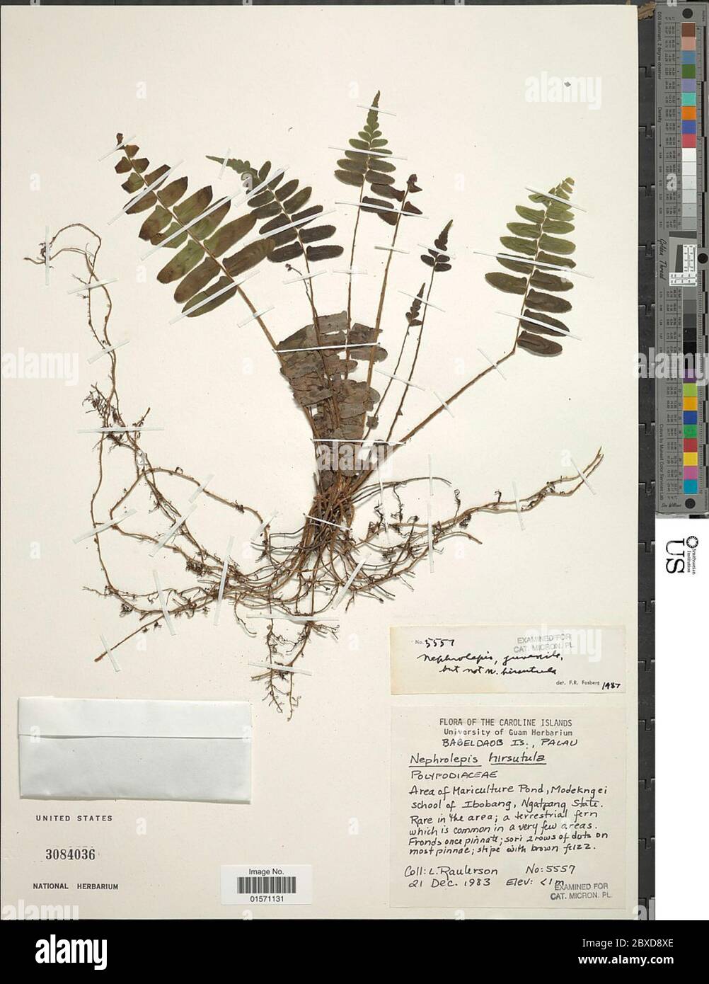 Nephrolepis sp Nephrolepis sp Stock Photo - Alamy