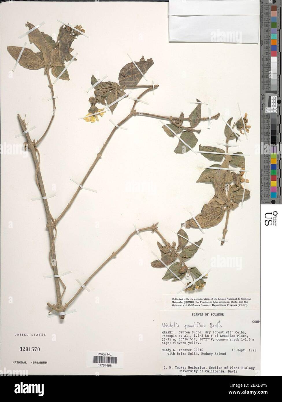 Wedelia grandiflora Benth Wedelia grandiflora Benth Stock Photo - Alamy