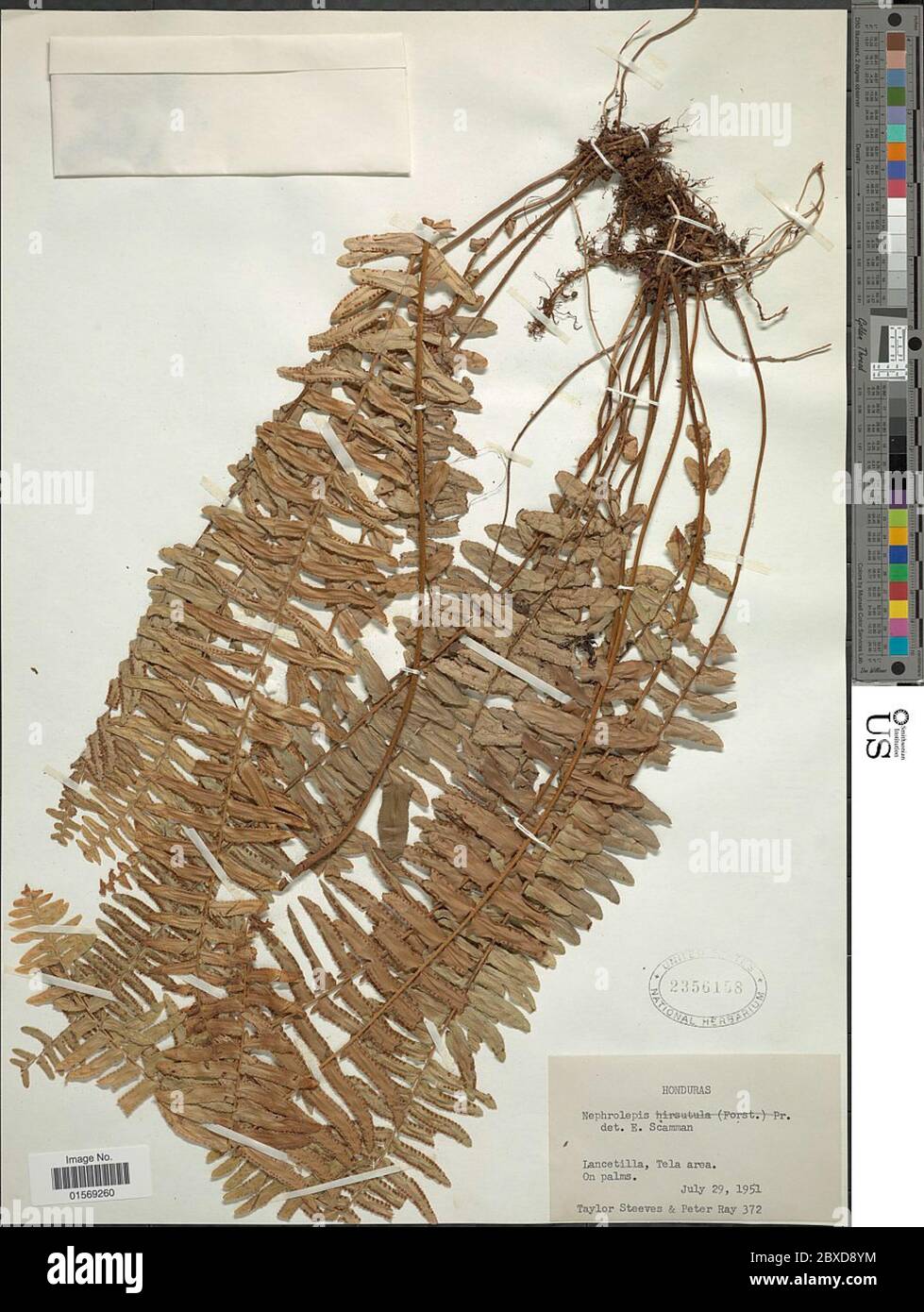 Nephrolepis sp Nephrolepis sp Stock Photo - Alamy
