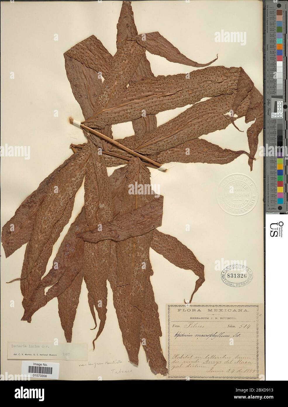 Tectaria incisa Cav Tectaria incisa Cav Stock Photo - Alamy