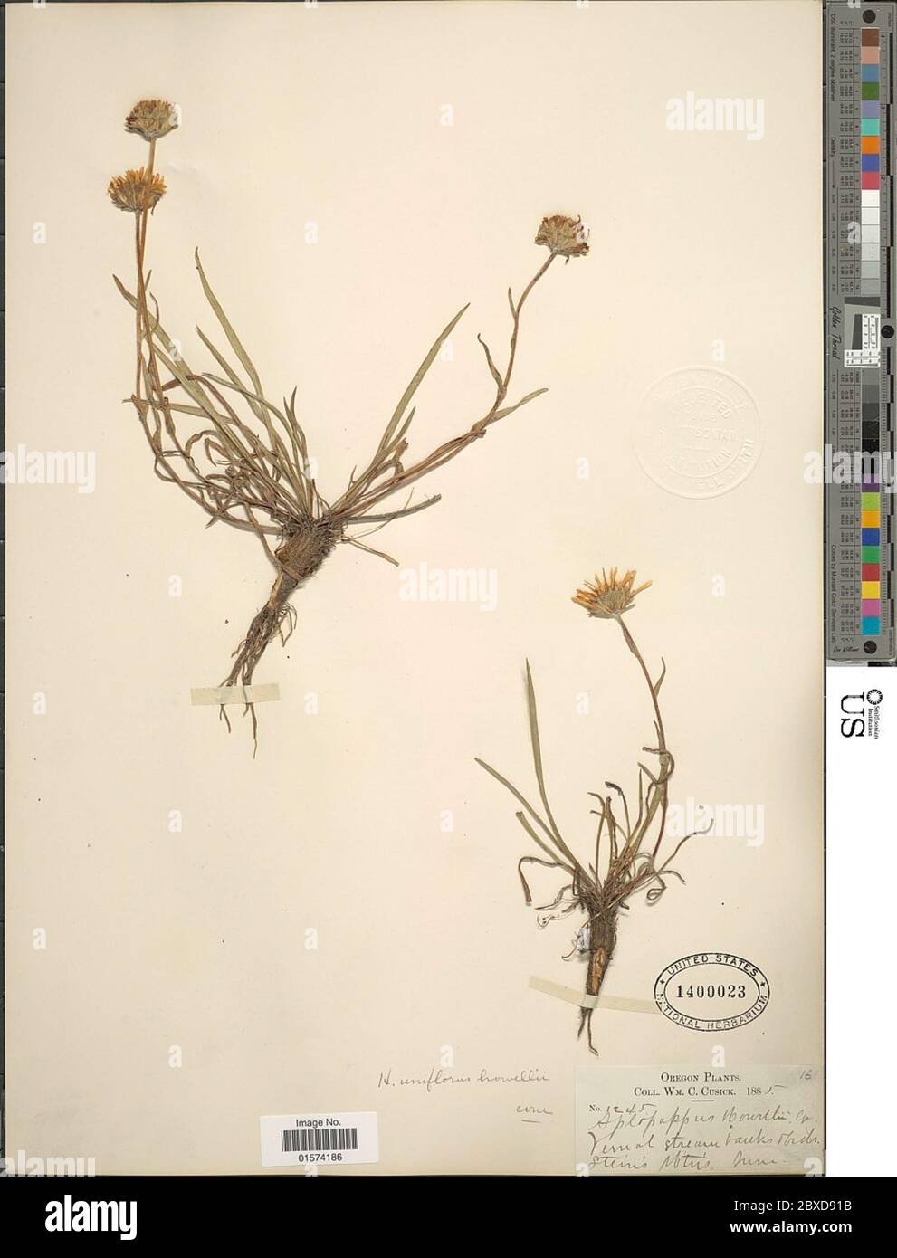 Pyrrocoma uniflora var linearis Kock Mayes Pyrrocoma uniflora var ...