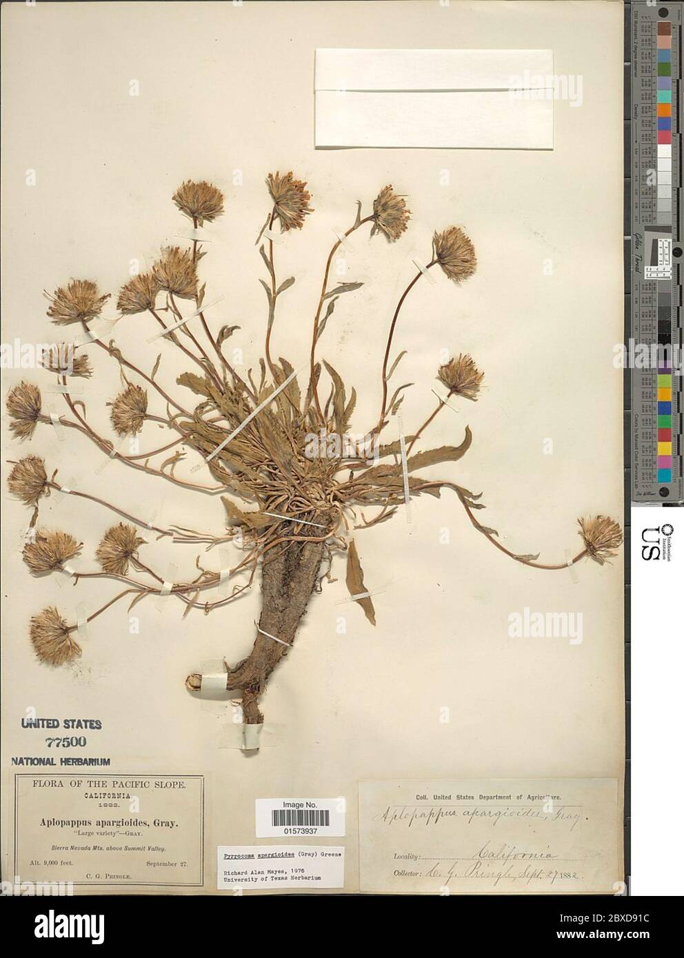 Pyrrocoma apargioides A Gray Greene Pyrrocoma apargioides A Gray Greene ...