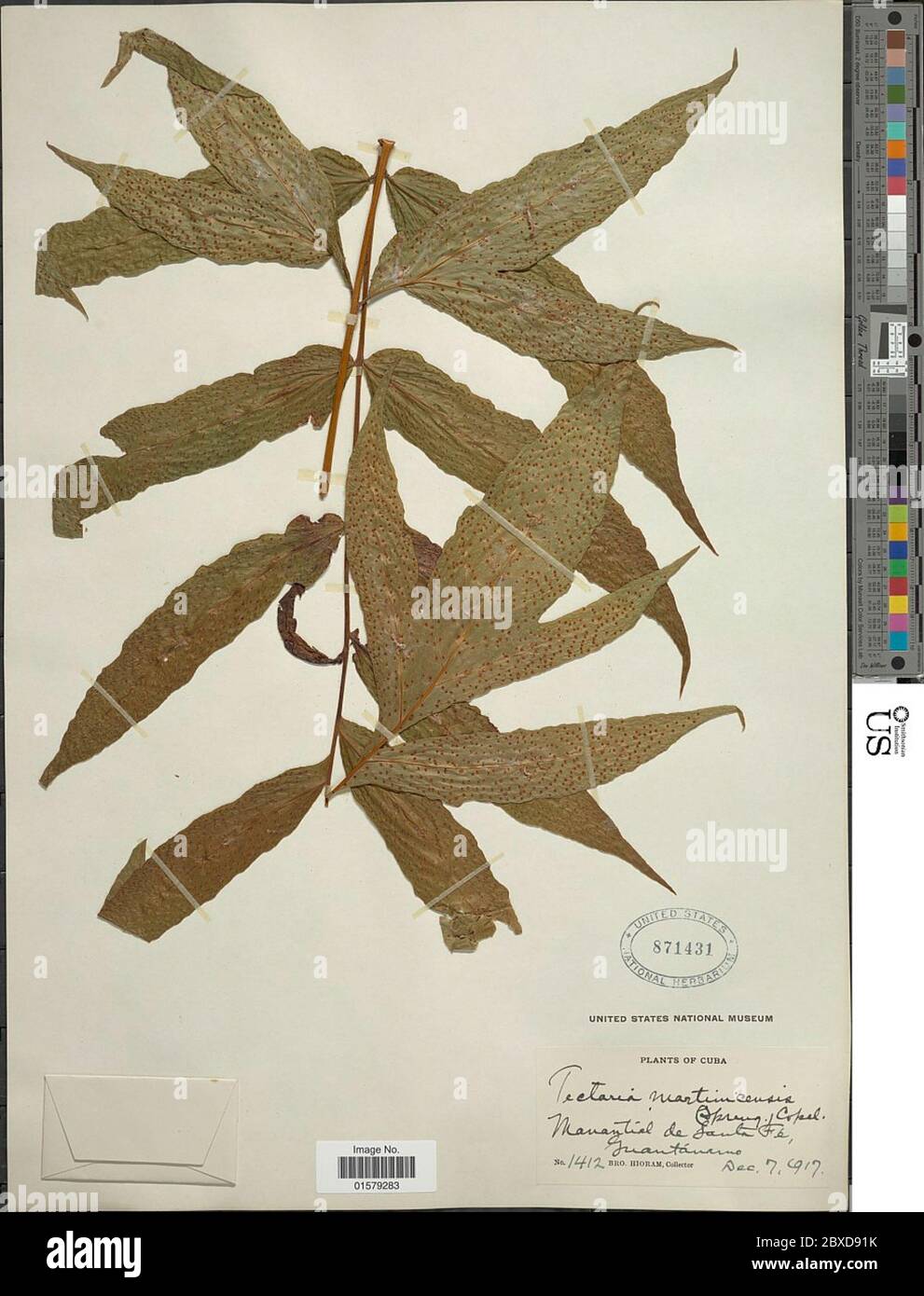 Tectaria incisa Cav Tectaria incisa Cav Stock Photo - Alamy