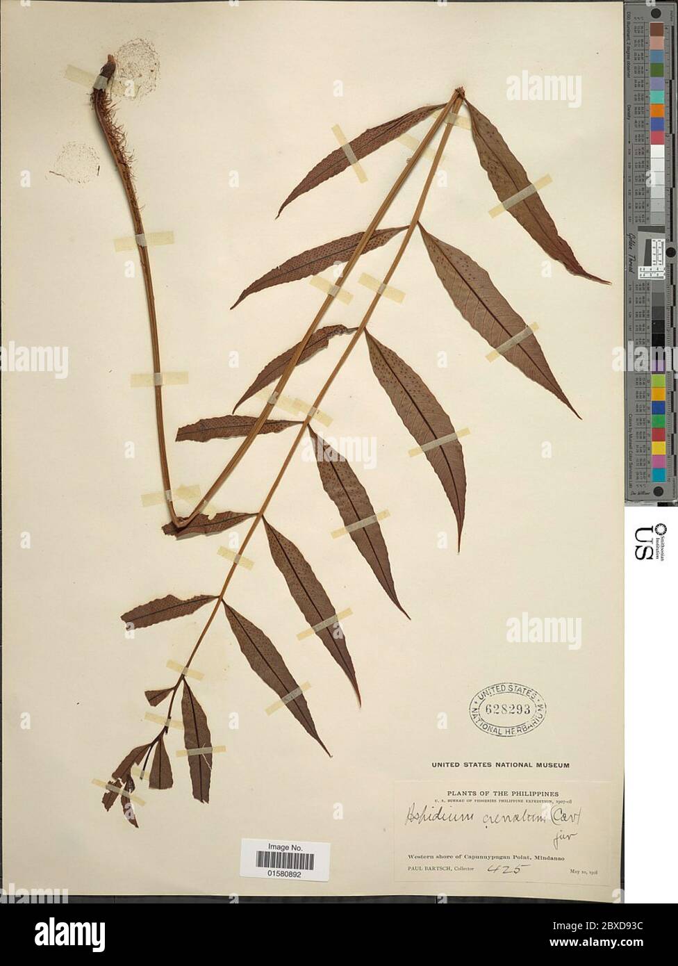 Tectaria crenata Cav Tectaria crenata Cav Stock Photo - Alamy
